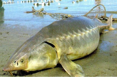 Tutto sugli animali: Kaluga (Huso dauricus)