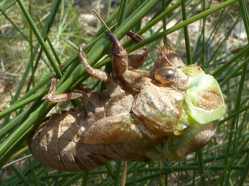 PASOS: El renacimiento de una cigarra. Chiriveta (Huesca), 4 de julio
