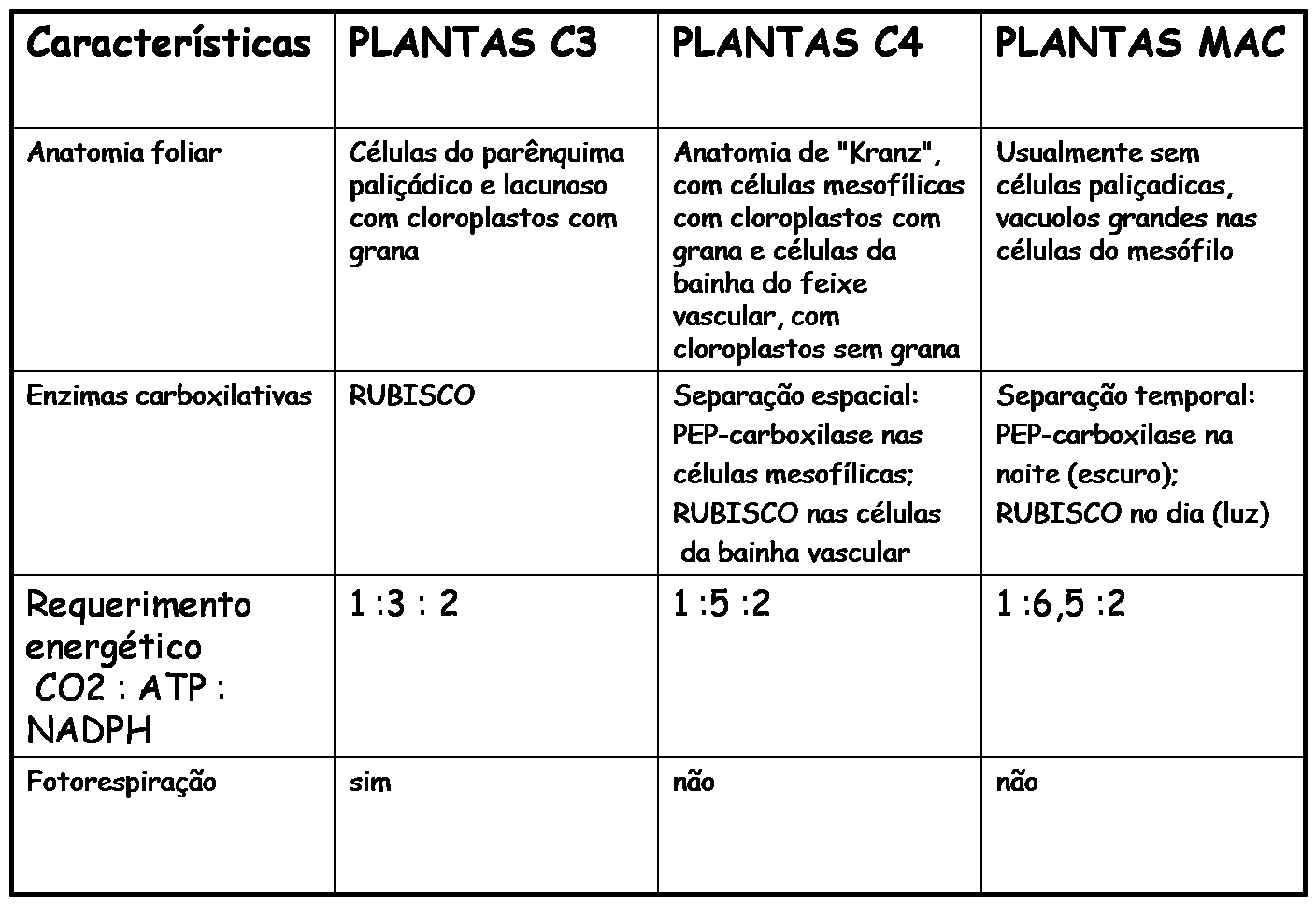 Exemplos De Plantas C3 C4 E Cam – Novo Exemplo