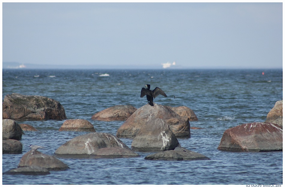 TaavoFoto: KORMORANI ehk KARBAS lad.k Phalacrocorax carbo