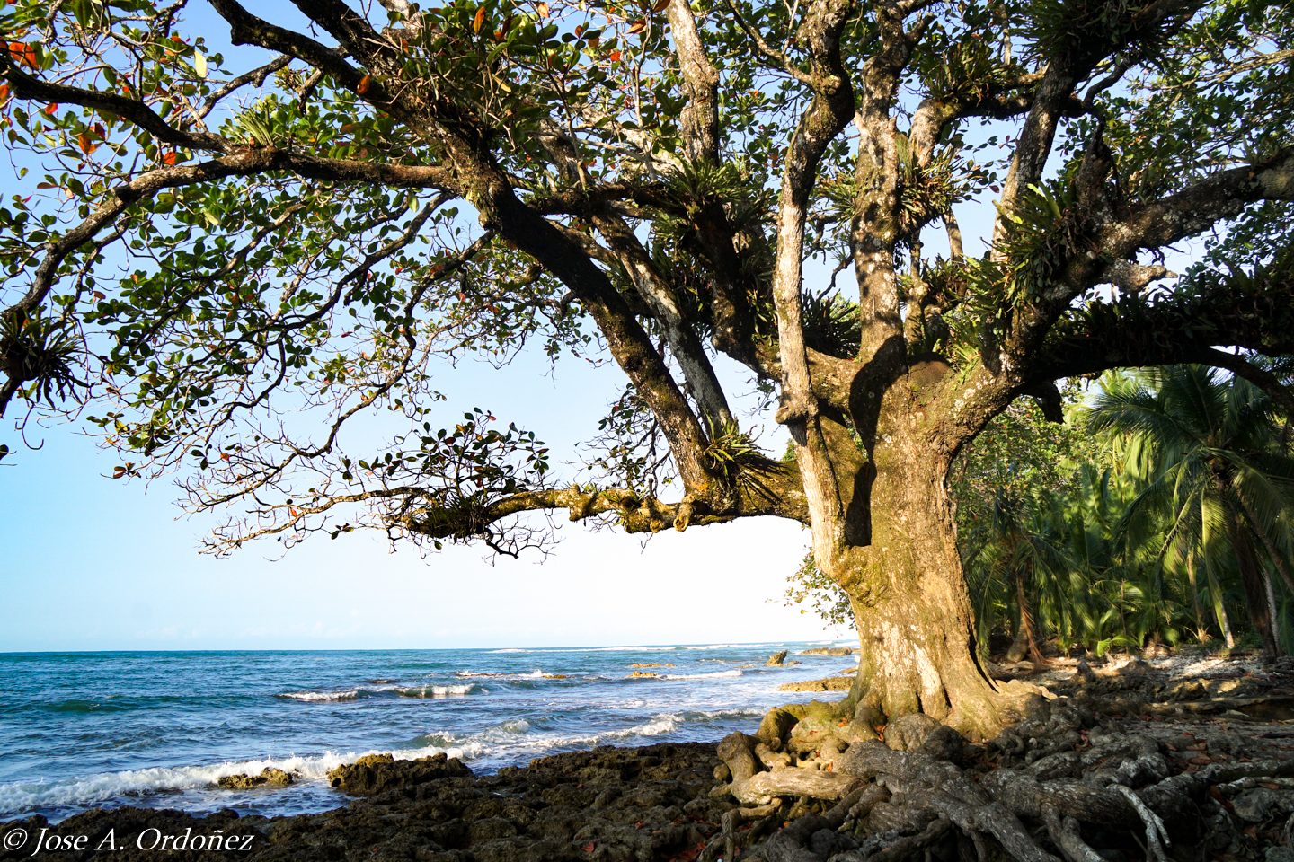 El Jardín de la Barrosa: Viajes recientes. El almendro de playa y el ...