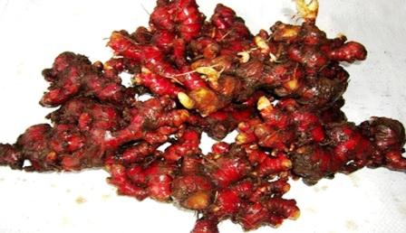 Jual Biji/ Benih Super dengan harga Murah (BAJATANI): JUAL BIBIT JAHE ...