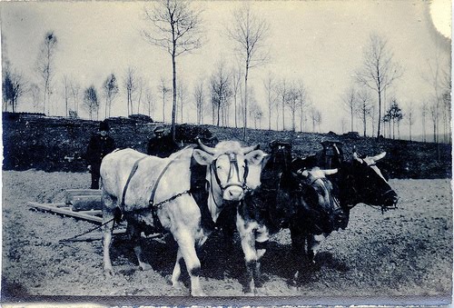 An Australian Folk Song A Day: The Old Bullock Dray