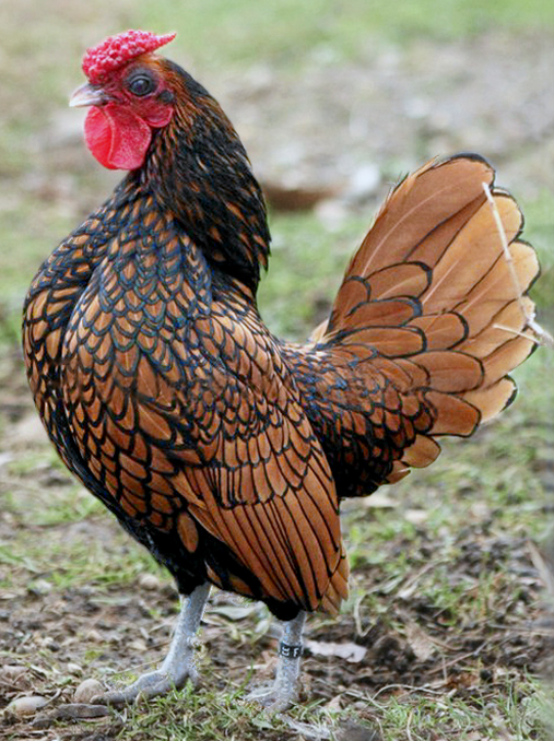 PrunePicker: John is given a banty rooster.