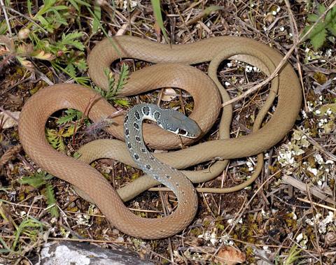 Φθιώτιδα: Πήγε για χόρτα αλλά την περίμενε η οχιά!