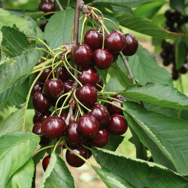 Cereja Doce - Cerejeira - Cherry Prunus Avium