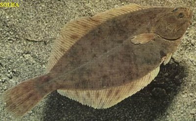 A Pesca do Jorge Santos: Solha