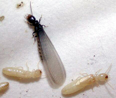 Subterranean Termites: The Subterranean Termite Characteristics