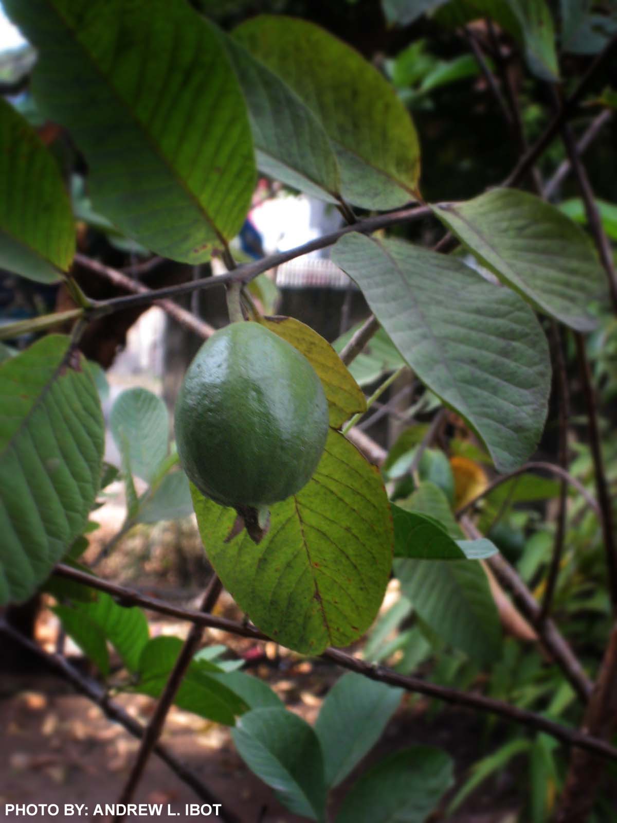 Ako si ANDREW IBOT!: Bayabas (Guava) - Halamang Gamot / Herbal Medicine