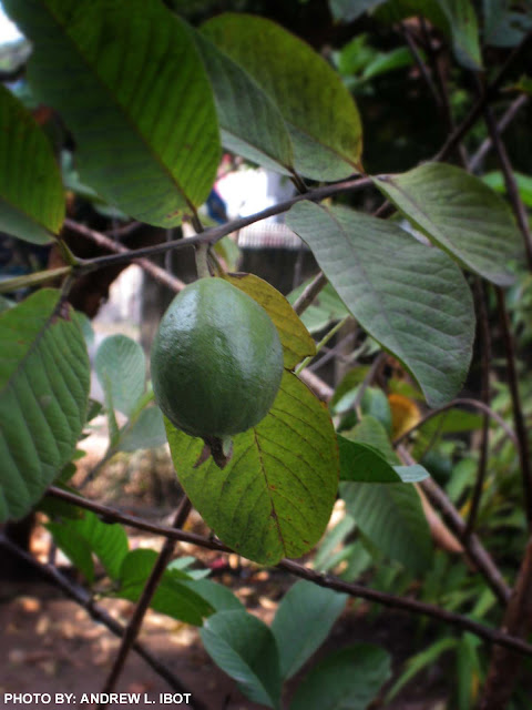 Ako si ANDREW IBOT!: Bayabas (Guava) - Halamang Gamot / Herbal Medicine
