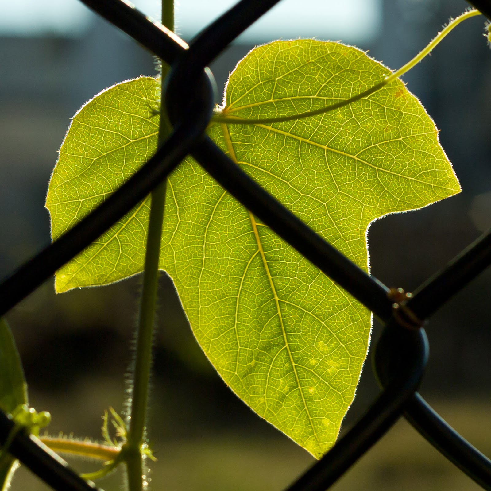 The Visual Science Lab / Kirk Tuck: Dec 26, 2011