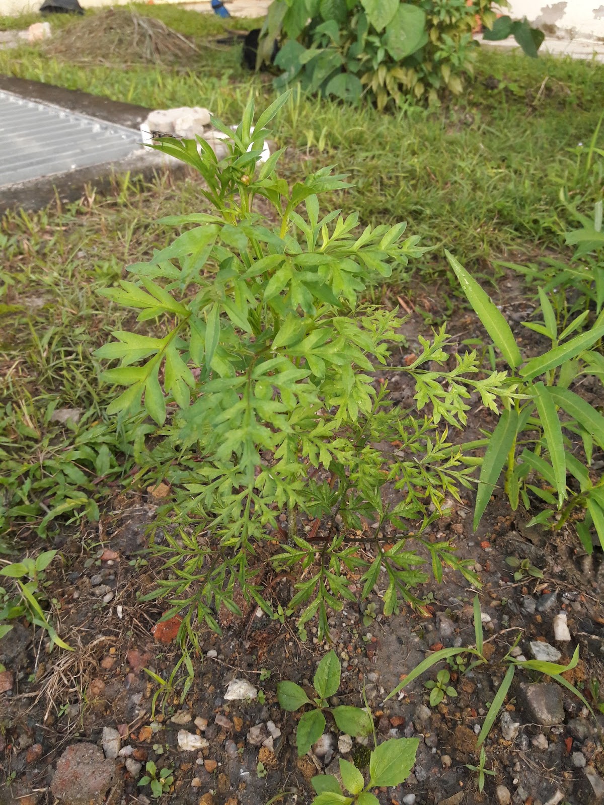 kebun sejemput...: Ulam Raja Dari Semaian Pucuk