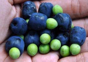 Naturalism - the Eighth Sense: Arius - Batanes' signature tree