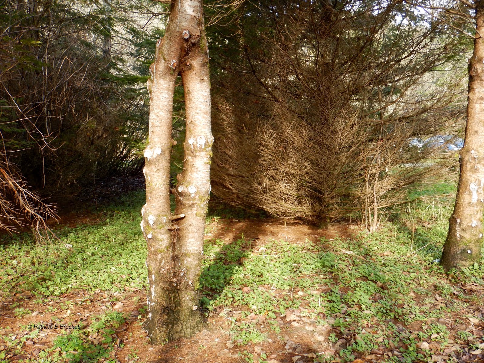 A season and a time: Cee's Odd Ball Photo Challenge: January 29, 2017