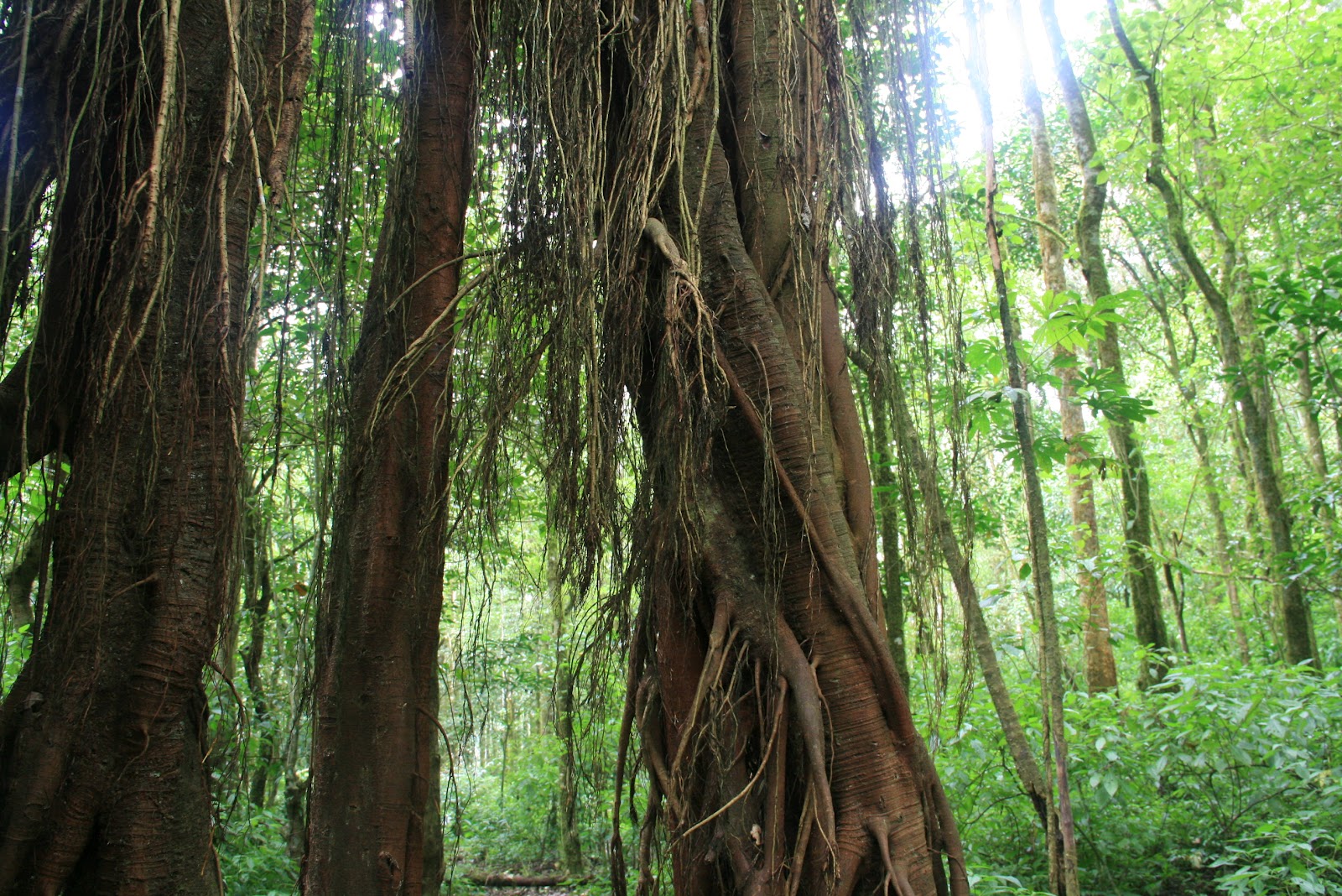 Une Douille à Shanghai: BALI - Le Centre de l'ïle - La forêt primaire
