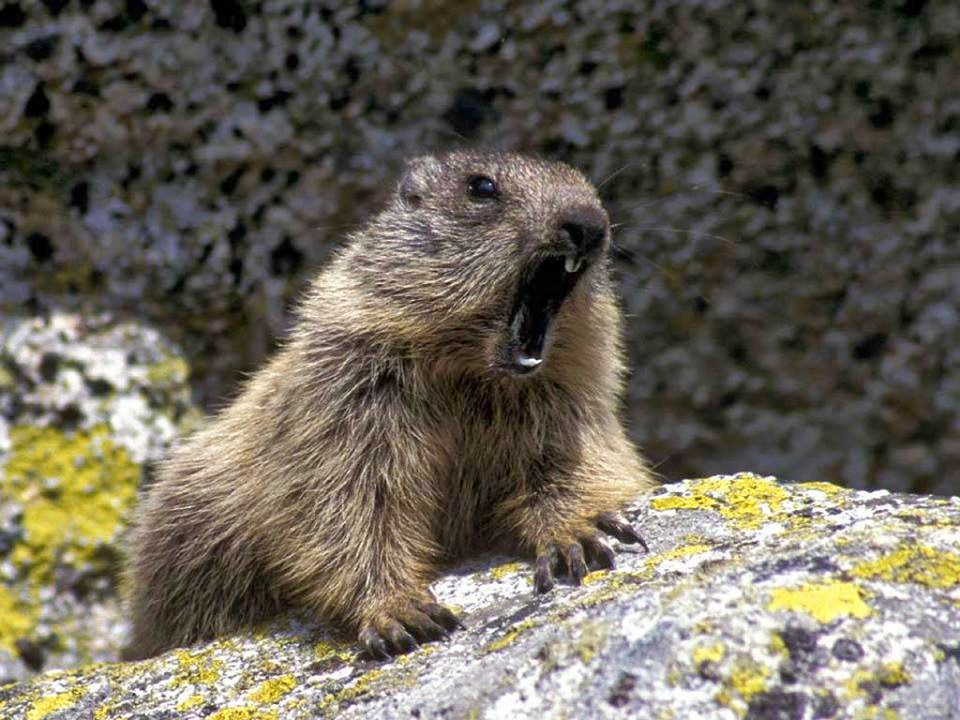 magas-tatra.info: A füttyögő mormoták