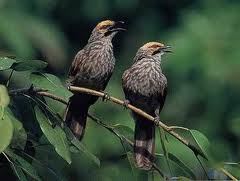 Ciri-ciri fisik burung cucak rowo jantan dan betina ~ memelihara burung