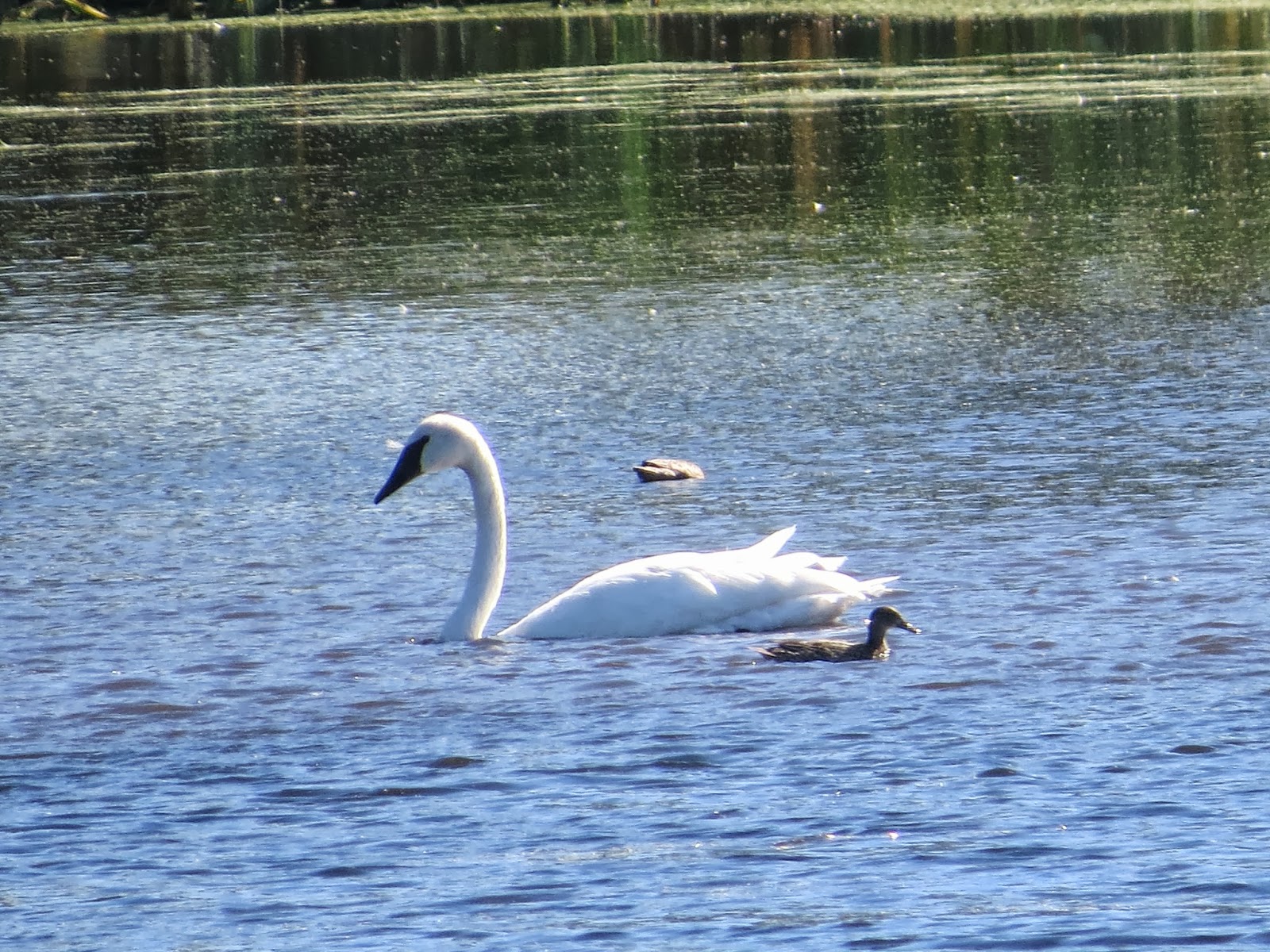 Birding Is Fun!: Warbler Migration's Swan Song