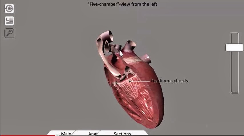 PolyBrain: Cat heart anatomy...WITH SLICING!