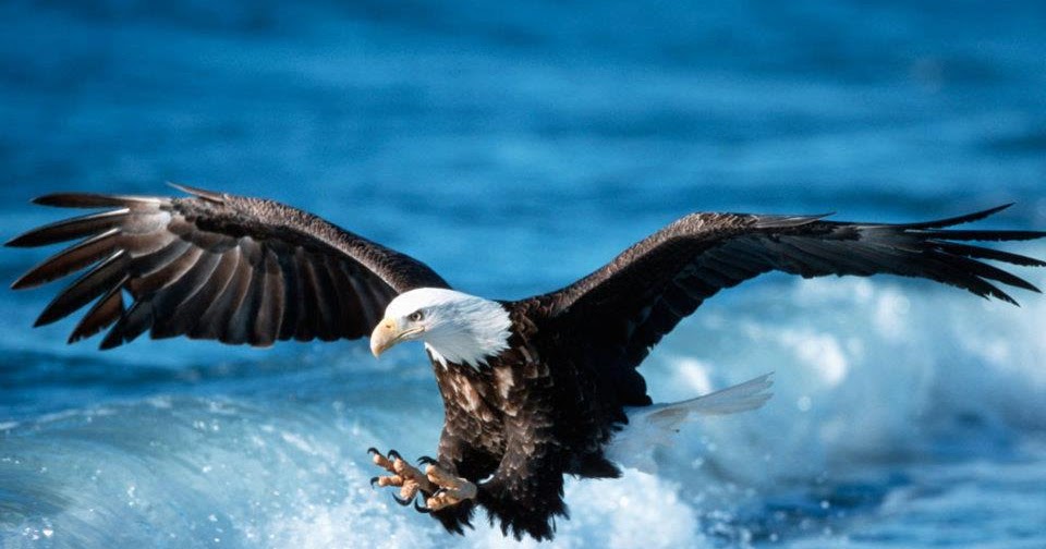 Beberapa hal tentang burung Rajawali ~ HEP