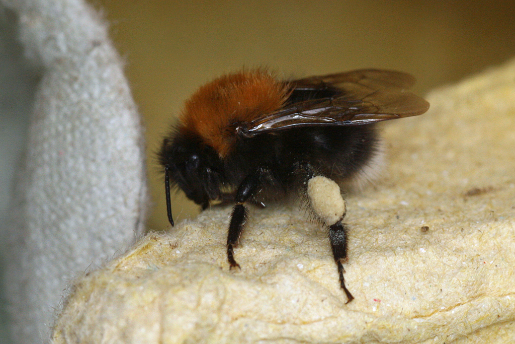 Gower Wildlife: Nocturnal Tree Bee!