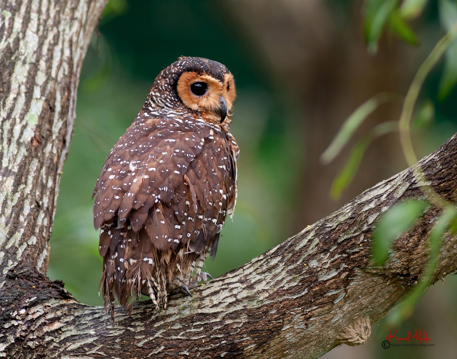 SOUTH EAST ASIA BIRDS - Malaysia birds paradise: The Spotted Wood Owl ...
