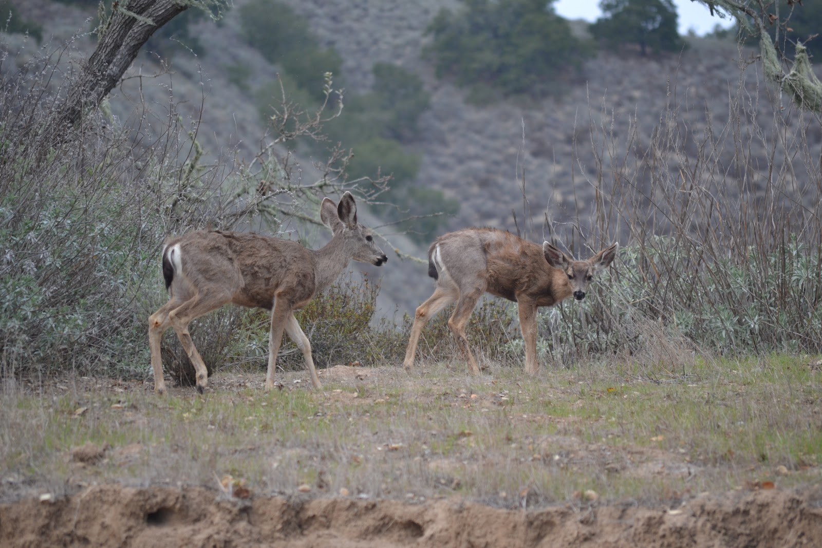 The Species of Santa Barbara: California Mule Deer