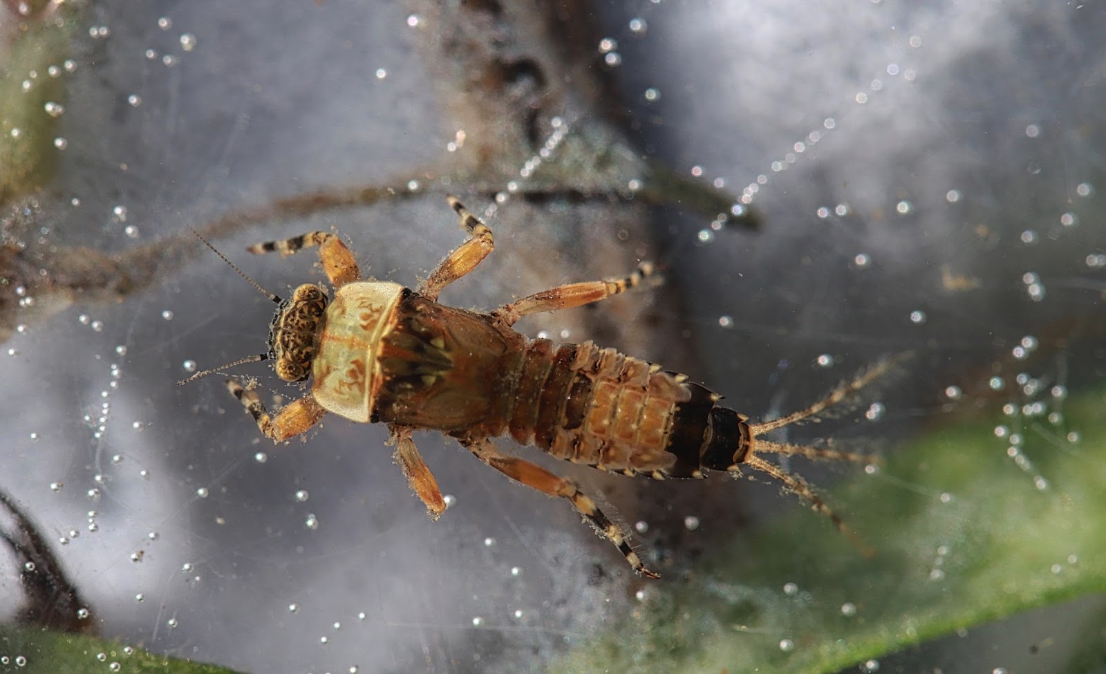 Aquatic Insects of Central Virginia: The "Appalachian Springfly ...