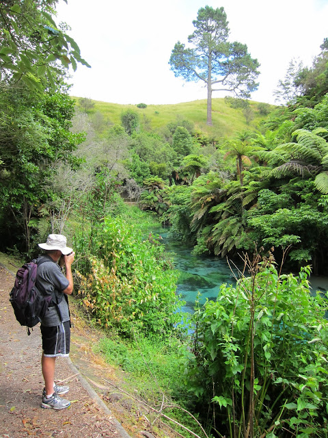 Walk to the Blue Spring: one of NZ's best kept secrets | the adventures ...