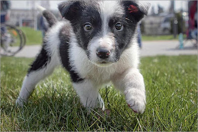 Dogs Can Be Manipulated Through Human Cues