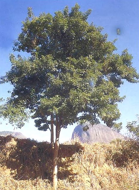 Curiosidades Vegetais: A embira-de-sapo