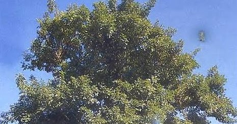 Curiosidades Vegetais: A embira-de-sapo