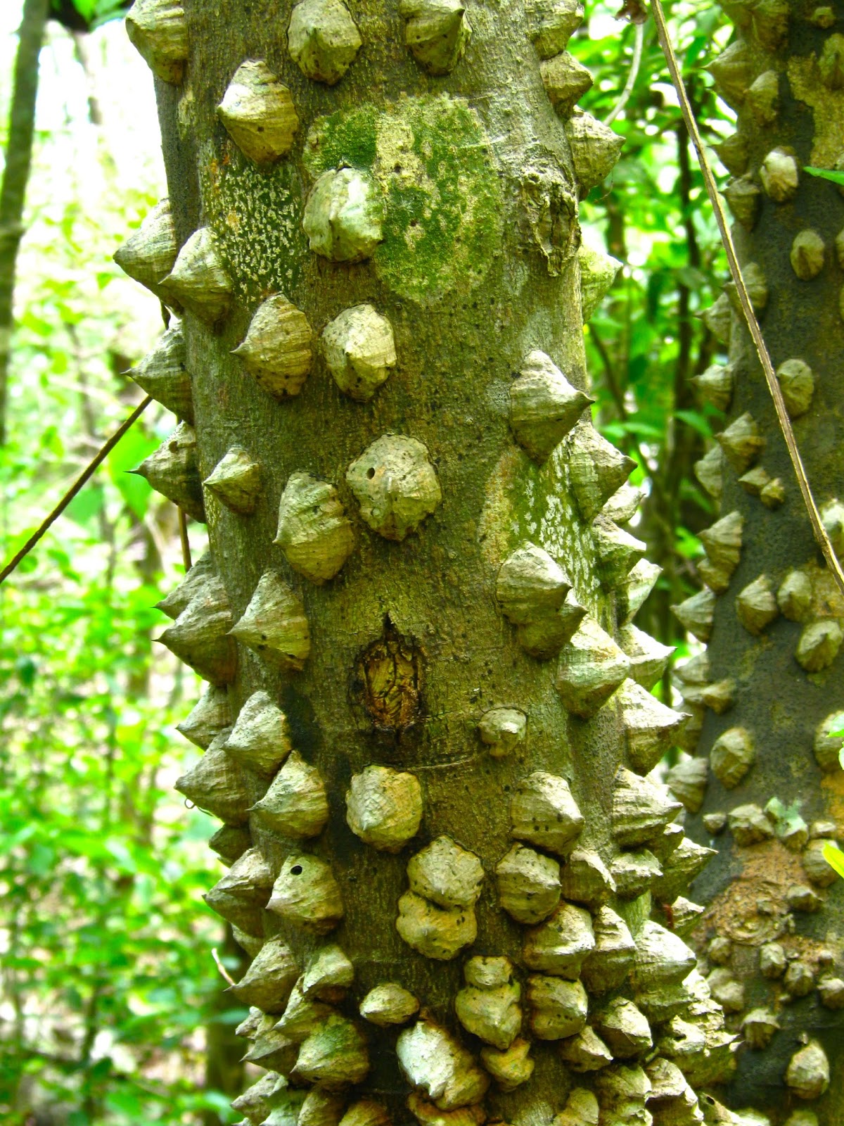 Tamarindo, Costa Rica Daily Photo: Barnacles on a Tree?
