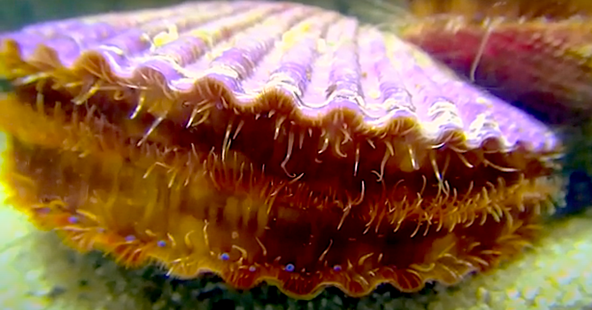 Aquarium Movies (Japan) archive 生きている魚図鑑: ヒオウギガイ Noble scallop ...