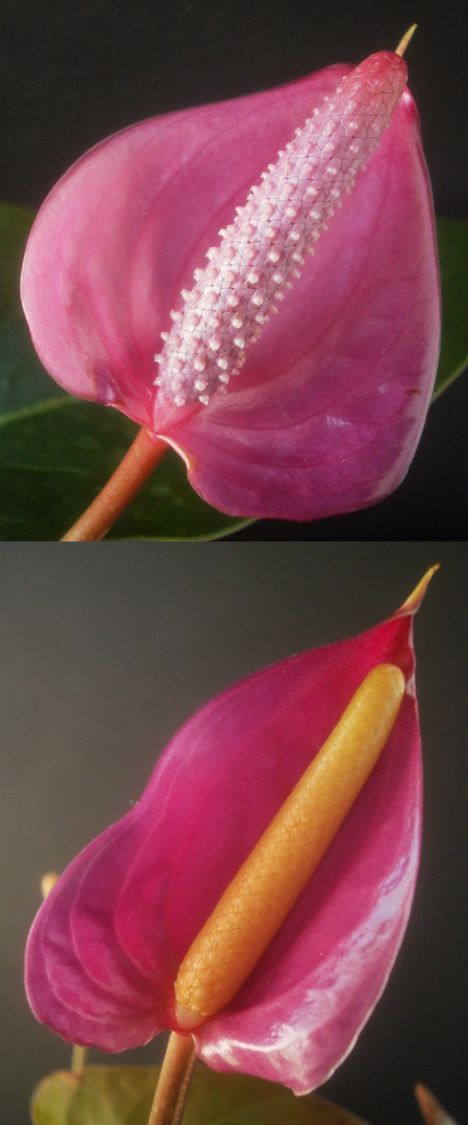 Plants are the Strangest People: Anthurium no. 1181 "Tajma Stetson"