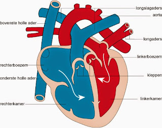 het hart: anatomie: 7. De inwendige anatomie