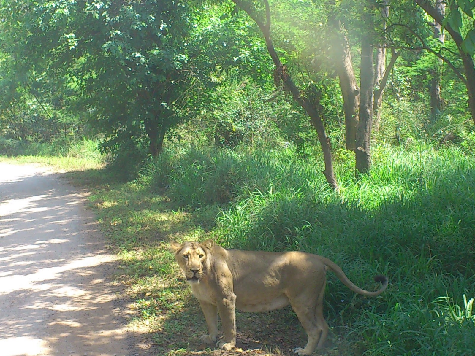 Chhatbir Zoo: Visit to Mahendra Chaudhary Zoological Park Chhatbir