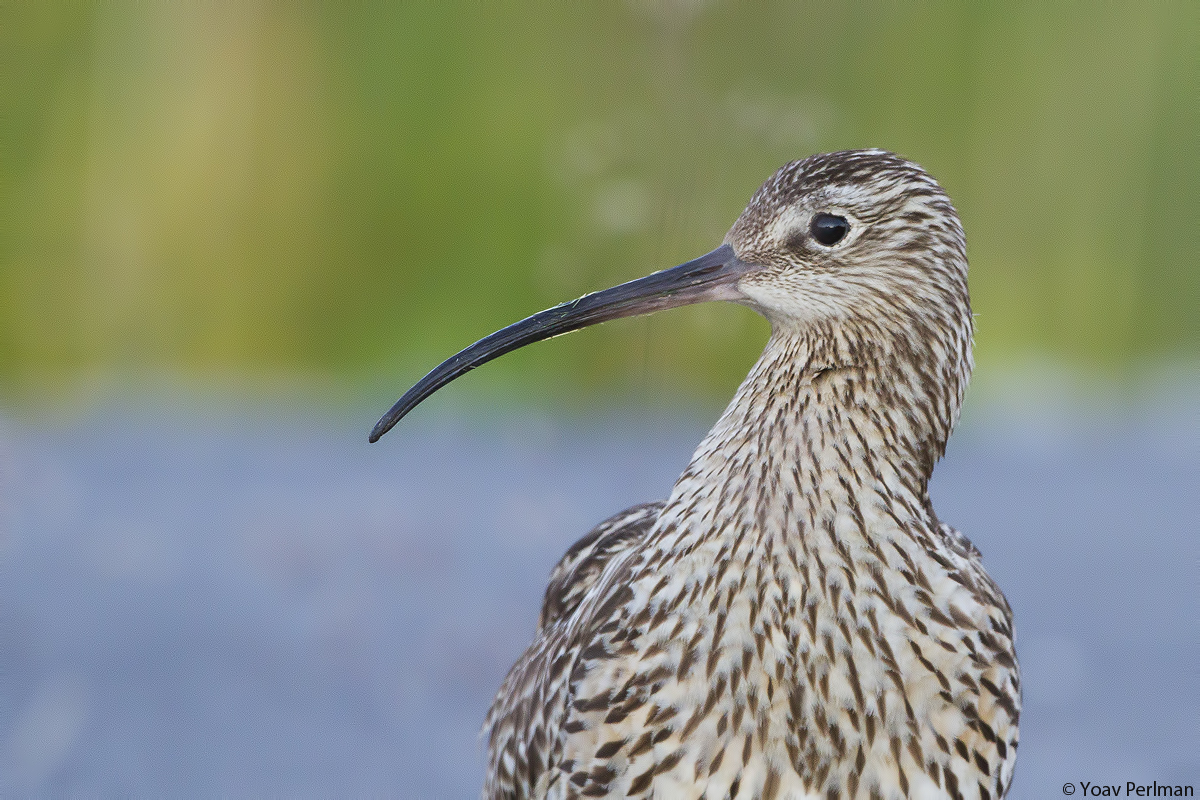 Yoav Perlman - birding, science, conservation, photography: Sweden road ...