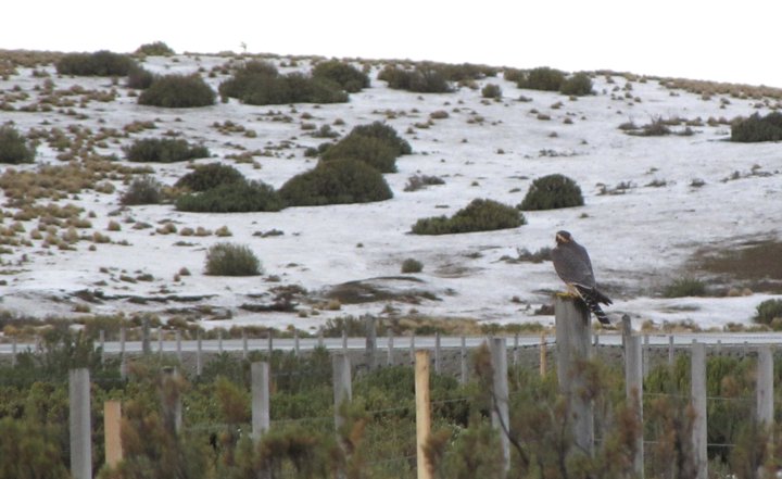 Aves Australes: Halcón Perdiguero