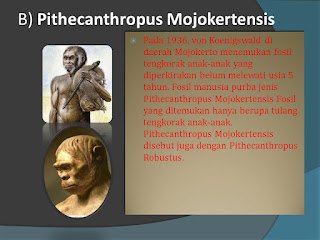Sejarah Pithecanthropus Mojokertensis Dan Ciri-Cirinya (Lengkap ...
