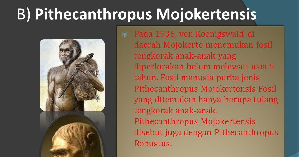 Sejarah Pithecanthropus Mojokertensis Dan Ciri-Cirinya (Lengkap ...