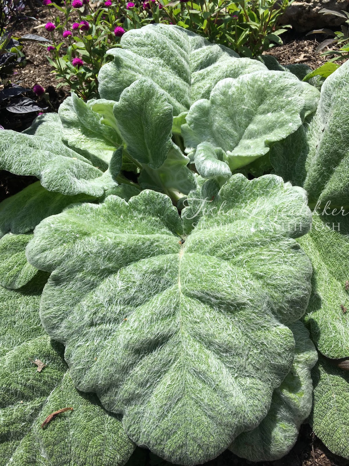 Stamp Talk with Tosh: Natural Beauties and a Bloom Brigade trip to St ...