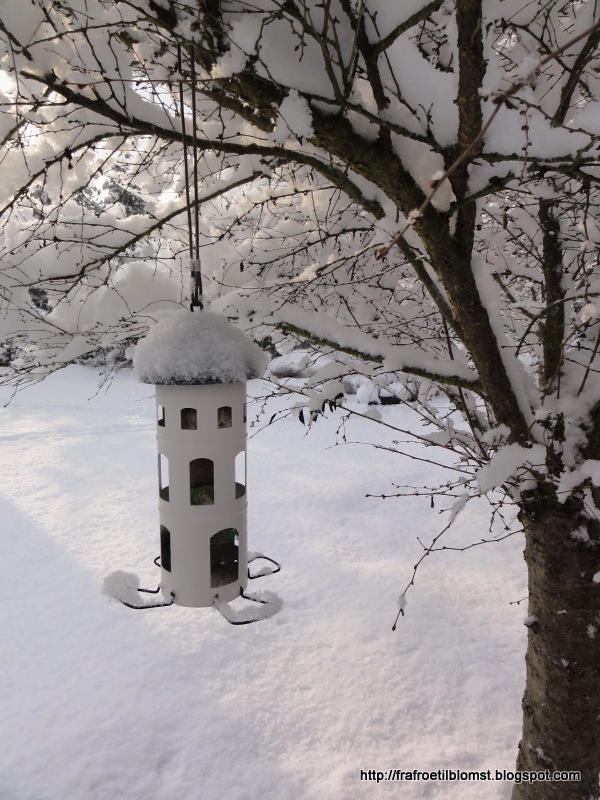 Fra frø til blomst: Hosta kimplanter, ny fane og solhatte med snehatte