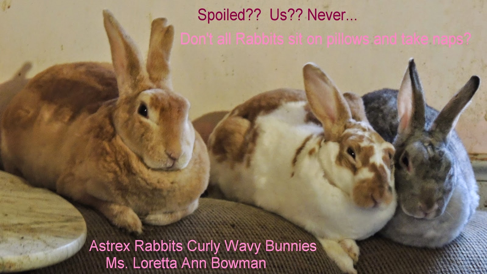 Astrex Rabbits Curly Wavy Bunnies