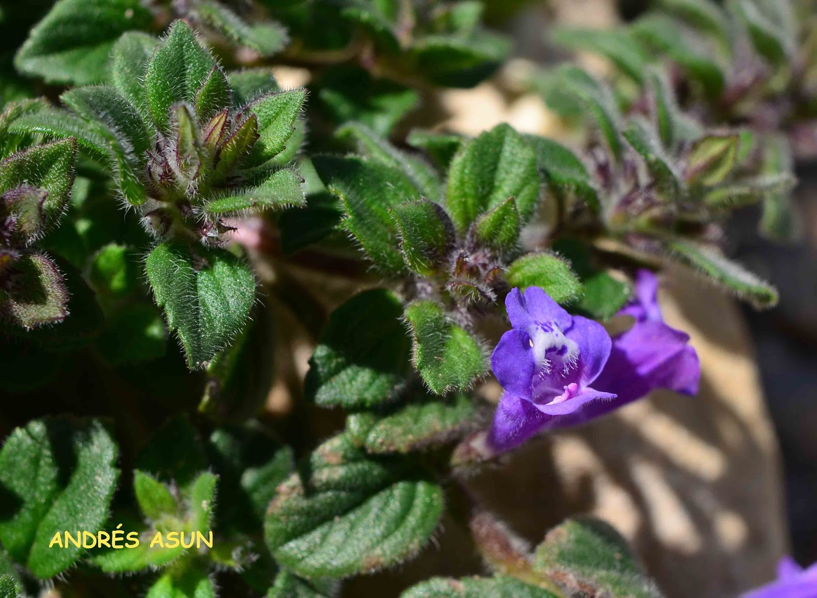 Flores silvestres de la Cordillera Cantábrica: LABIADAS - Labiatae