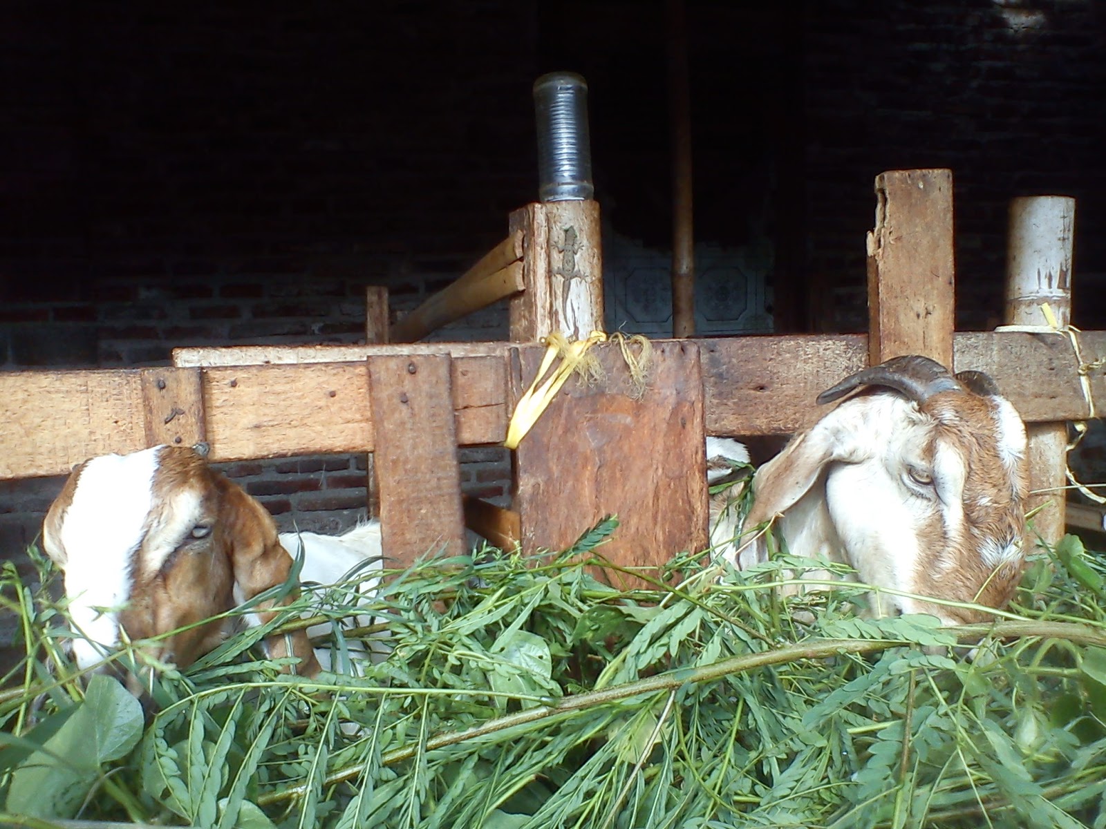 Kambing Sehat dan Murah: Juni 2013