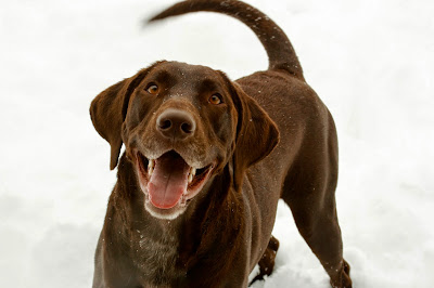 Sinkhole Society: Craigslist Animal Sex Ad Lands Arizona Swingers Shane ...