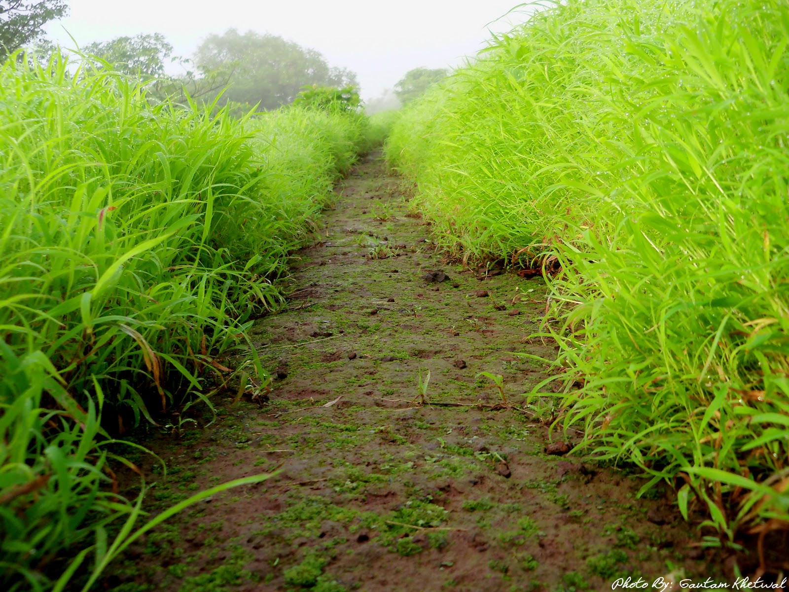 Yeoor Hills, SGNP, Thane: Scenic points in Yeoor Hills