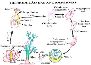 Cheirinho de Flor: O que são plantas angiospermas?