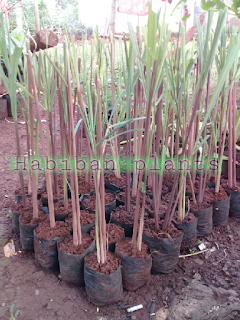 Jual pohon sereh merah | pohon sereh wangi | Habiban Plants